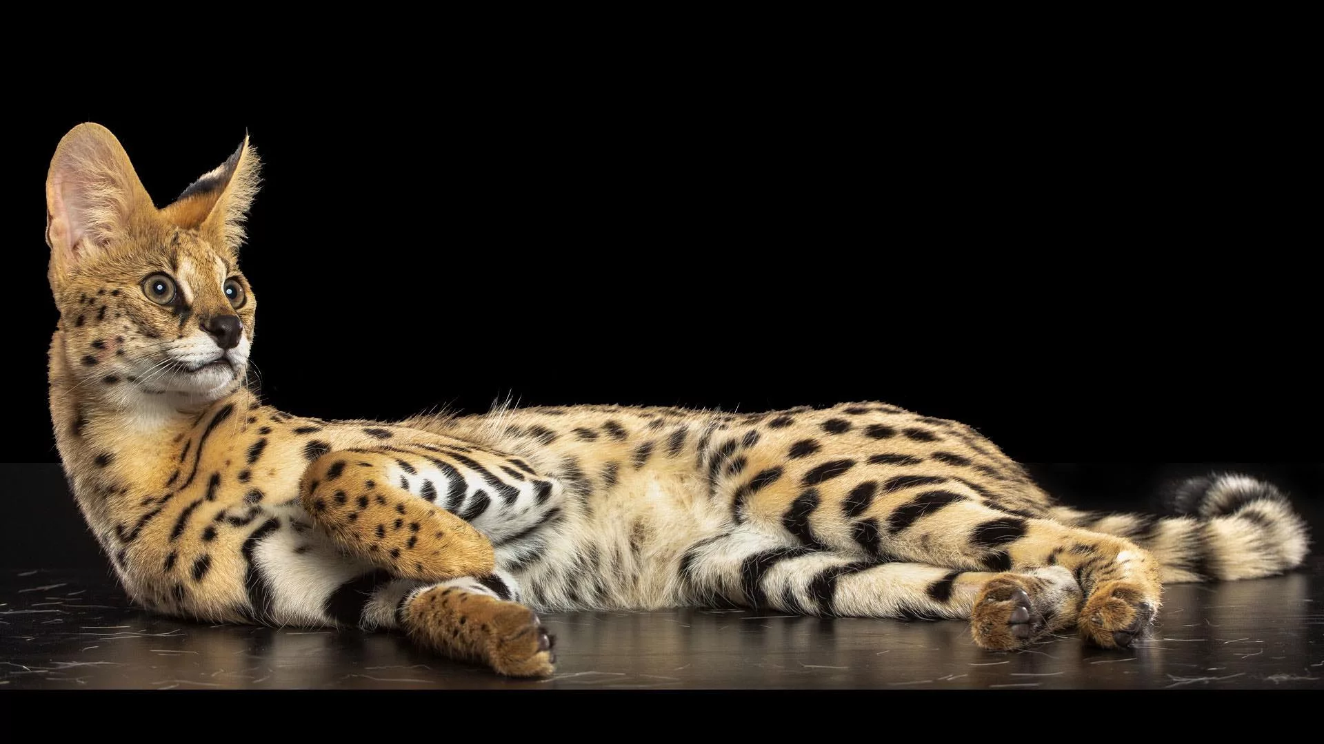 Savannah Breeding - The Wild Rendez Vous